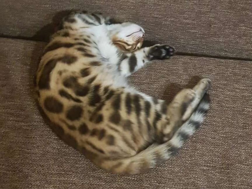 Продам бенгала