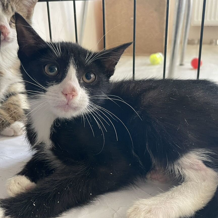 Злючий шипун до 3 мес