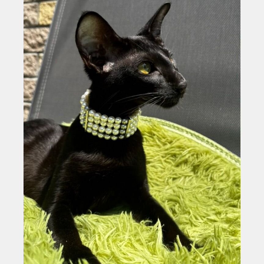 Ориентальные котята