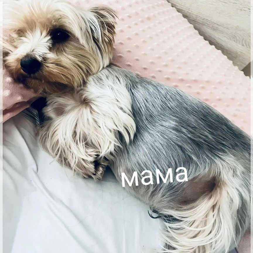 Йоркширский терьер, щенок