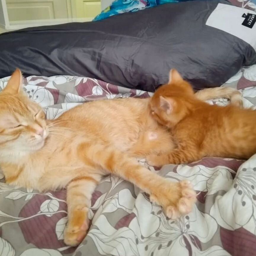 Кормящая кошка. Выкормим котят