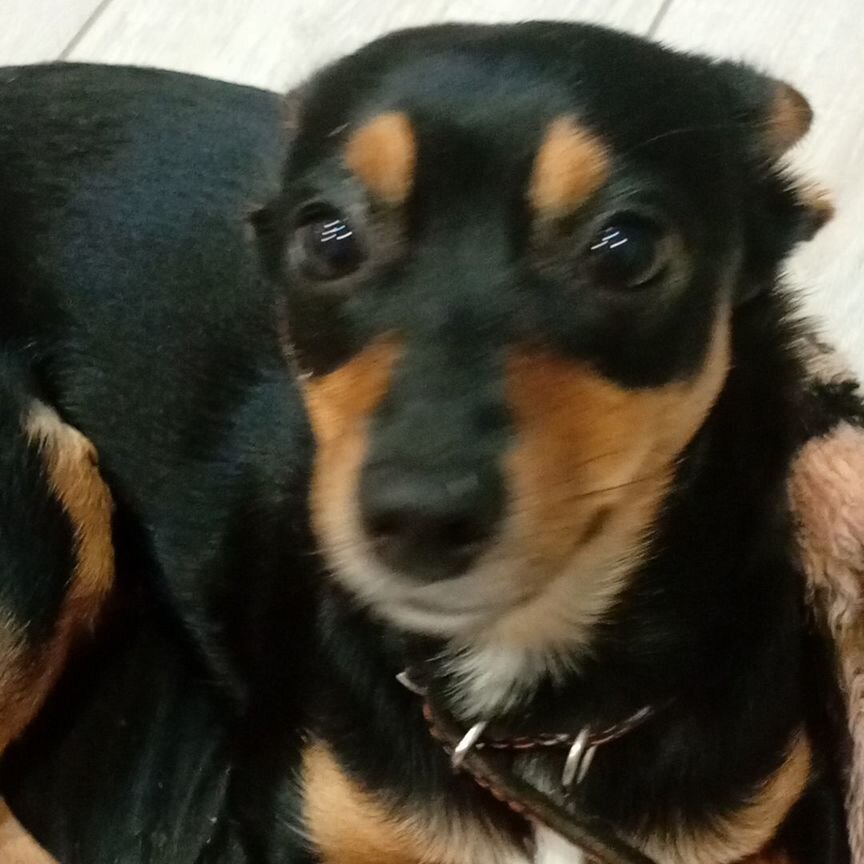 Отдам собаку в добрые и ласковые руки