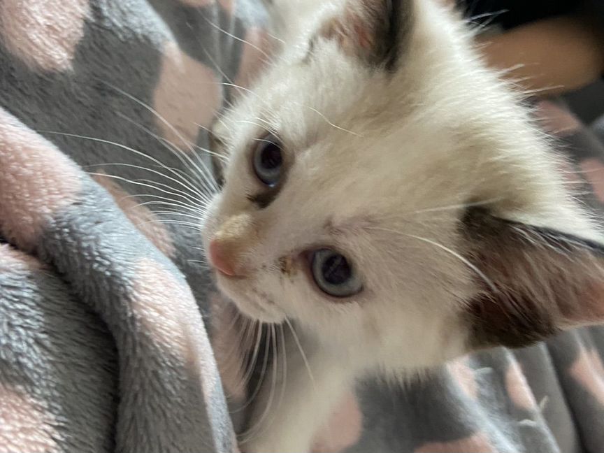 Американский керл