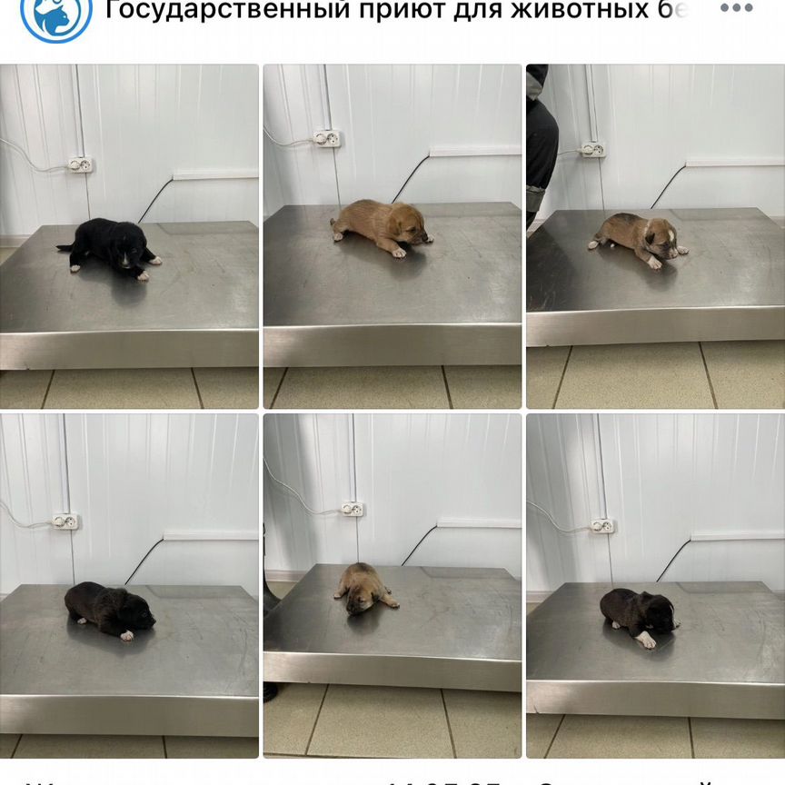 Малыши без мамы погибают в приюте Агаповки