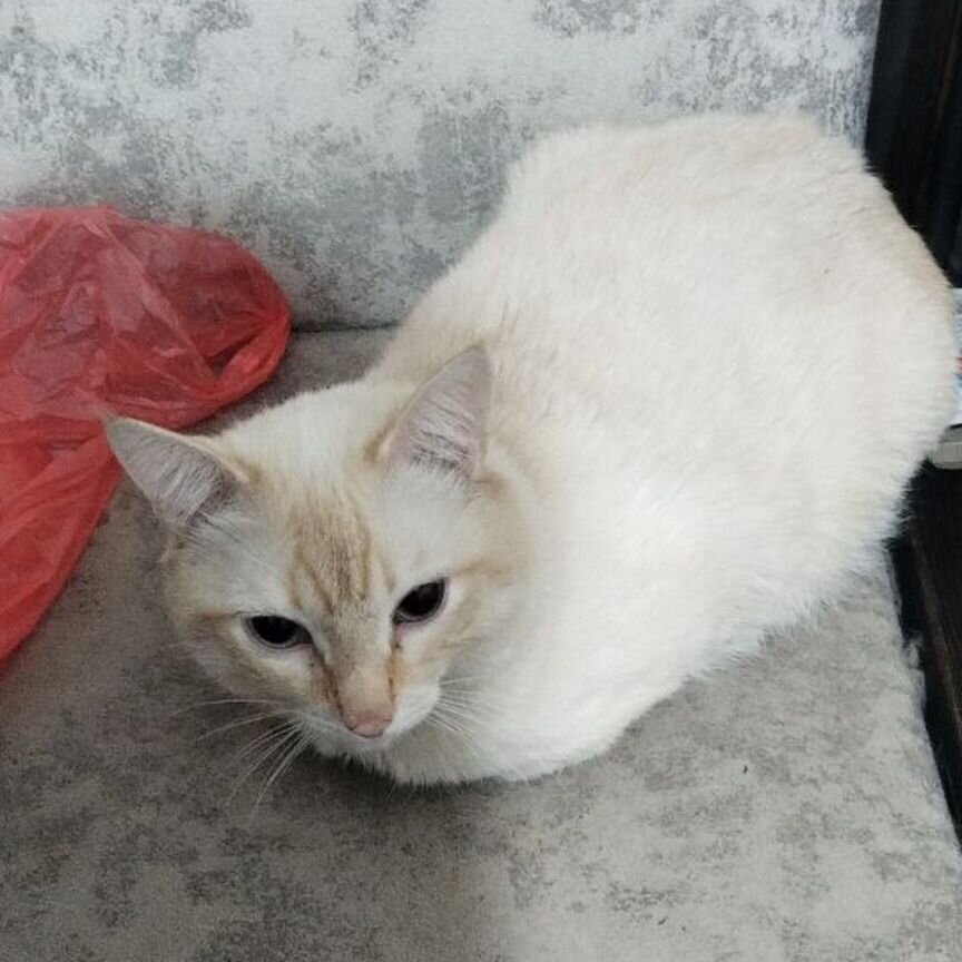 Взрослый кот в добрые руки