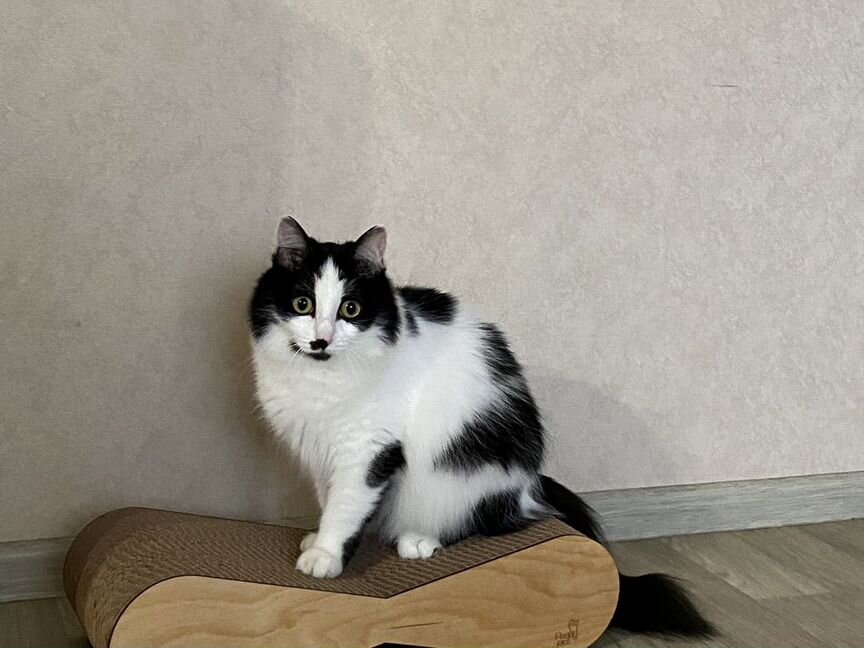 Кошки