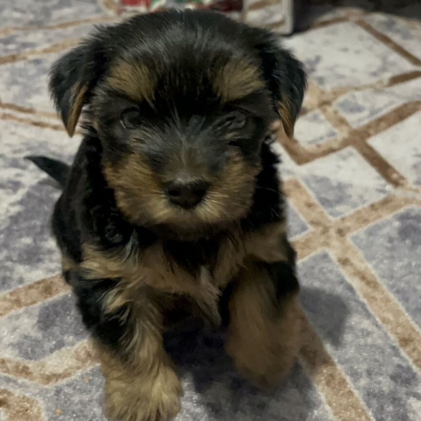 Йоркширский терьер, щенок