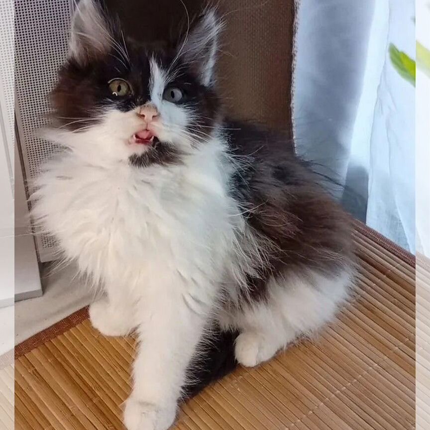 Котёнок в добрые руки