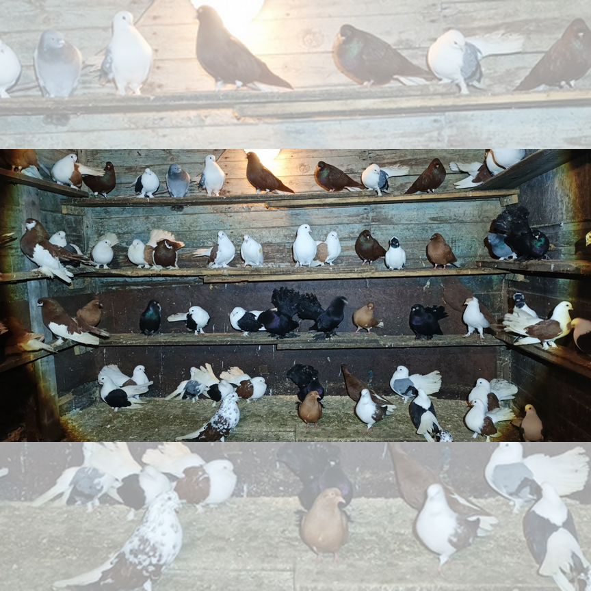 Продажа голубей