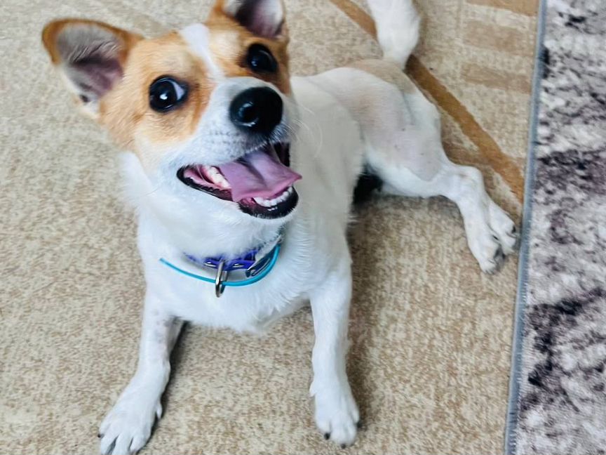 Джек Рассел терьер метис в добрые руки