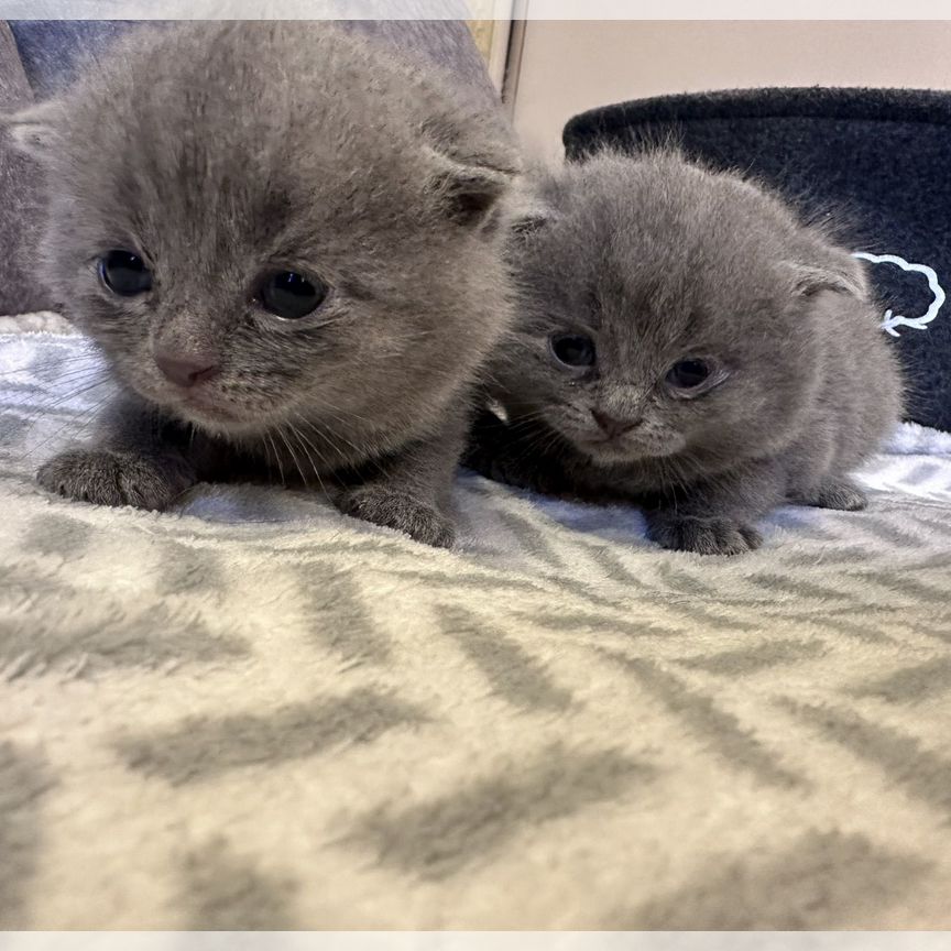 Шотландский вислоухий короткошёрстный котёнок