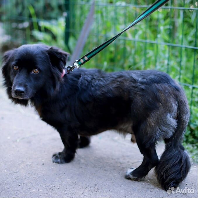 Умильнейший коротколап с задумчивым взором