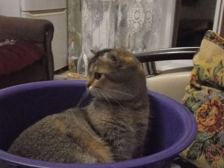 Вислоухие тикированные шиншилки