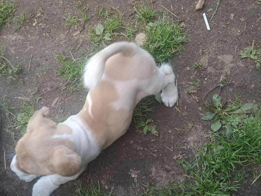 Собака в добрые руки отдам бесплатно