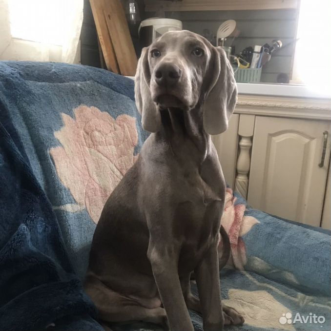 Шикарные щенки веймаранера