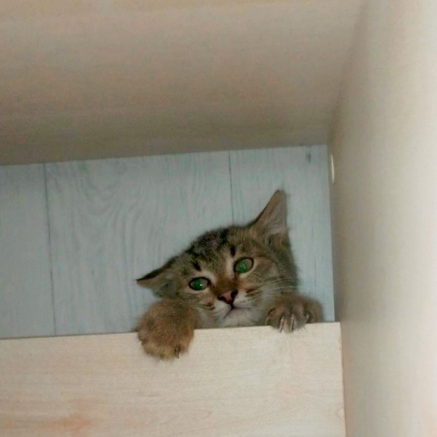 Котенок