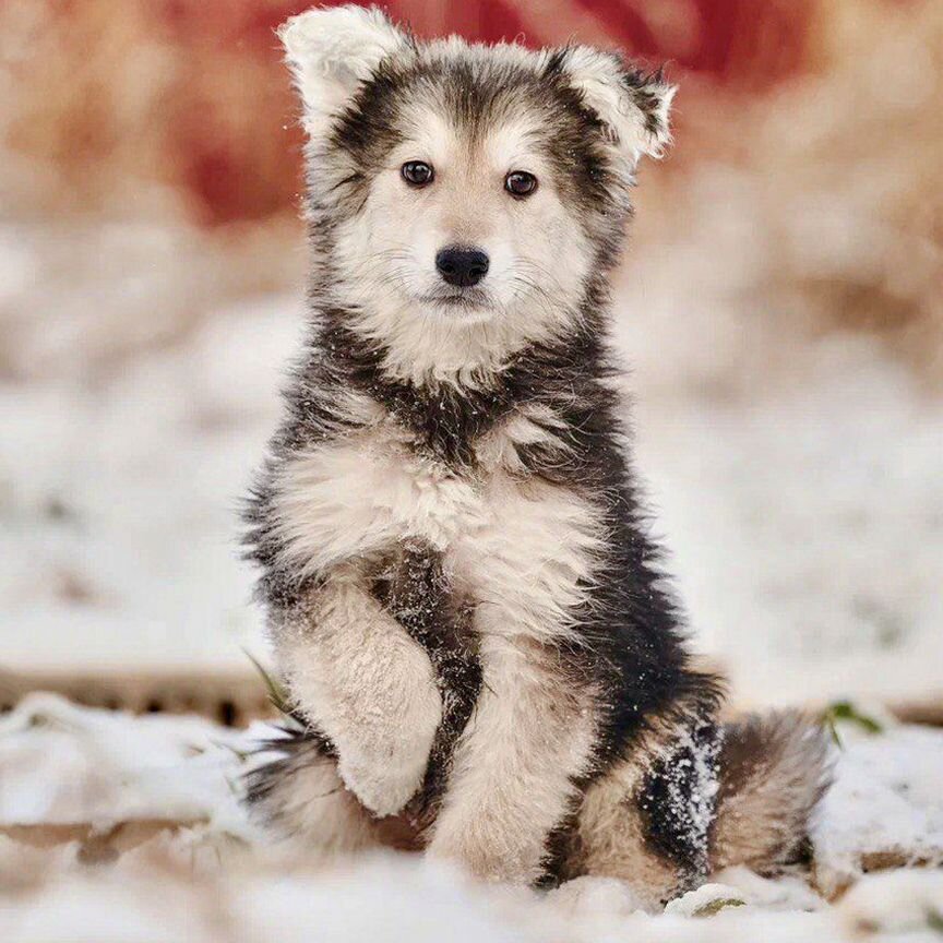 Щенок в добрые руки