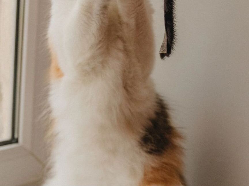 Кошка Василиса