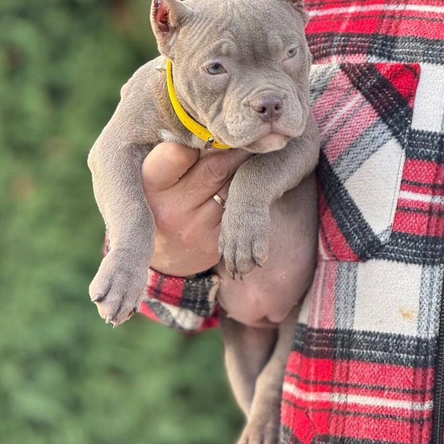 Шикарная девчуля булли покет