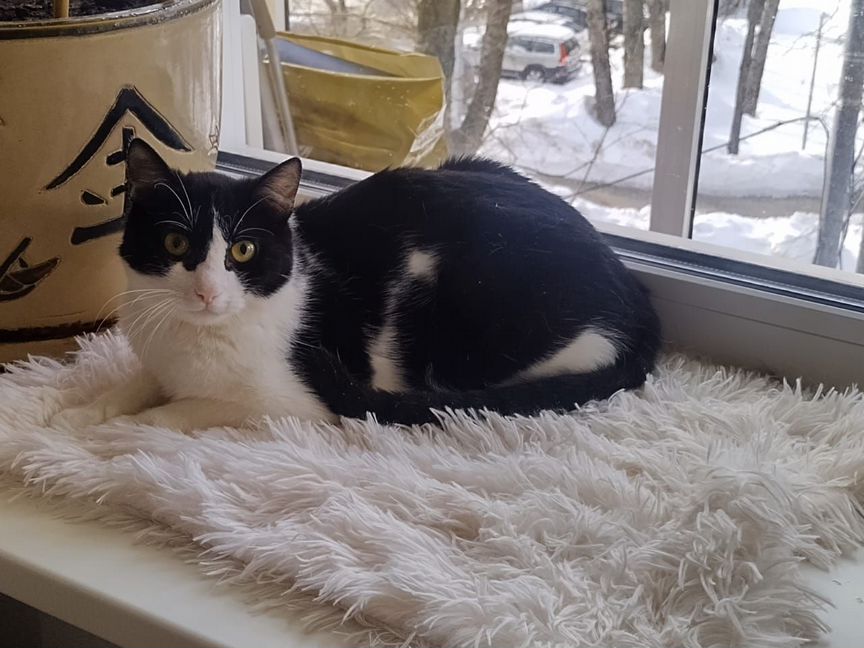 Котик, котёнок в добрые руки
