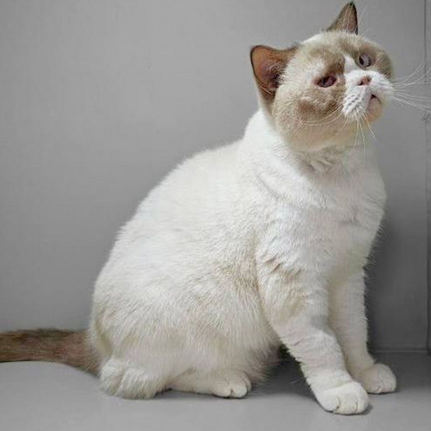 Британская короткошёрстная кошка, взрослая