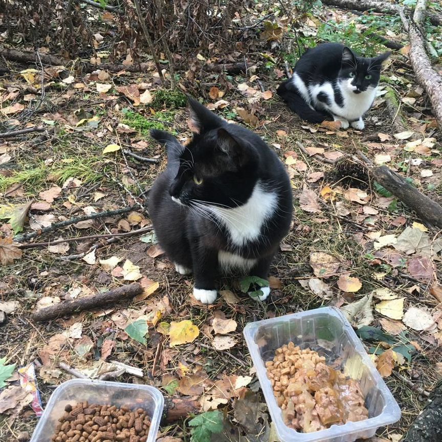 Котик и кошечка живут в лесу