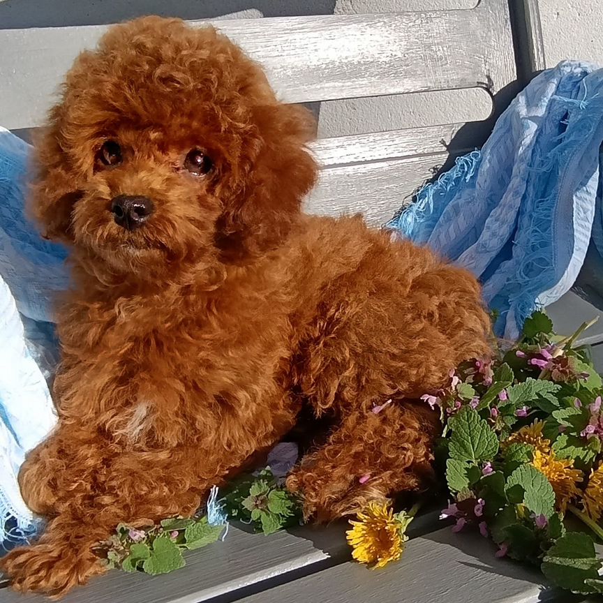 Той-пудель, щенок