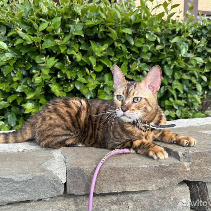 Тойгер кошечка Санса