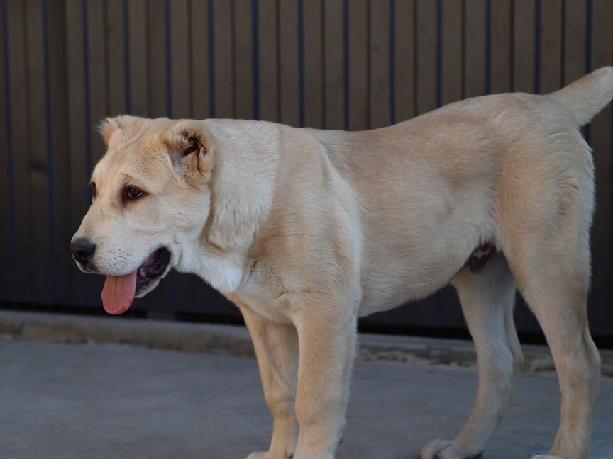 Крупняш для охраны