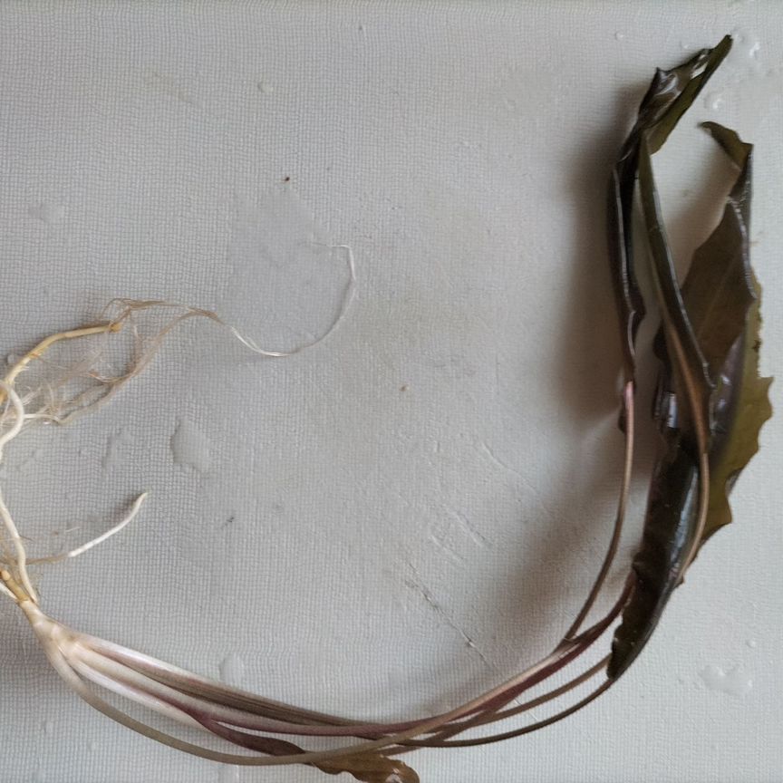 Криптокорина большая, и бегетта