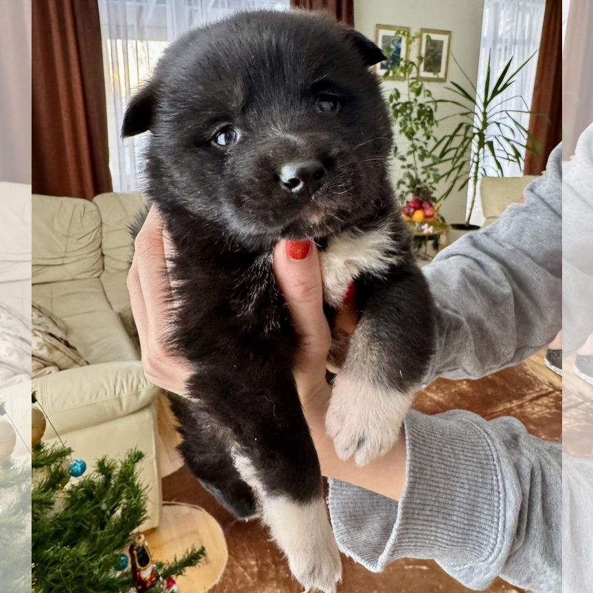 Щенок в добрые руки