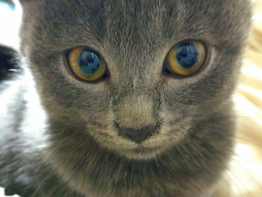 Ищу человека с добрым сердцем