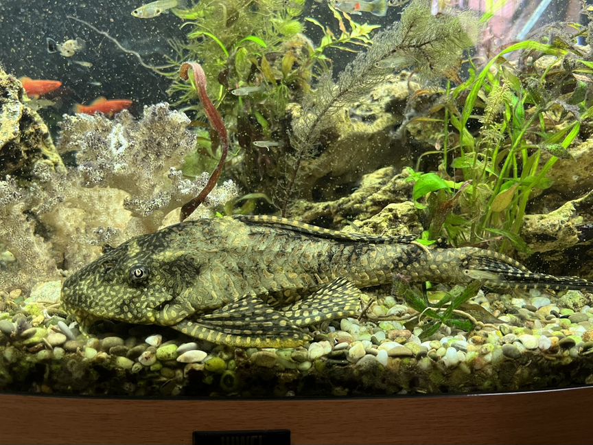 Обмен Сом аквариумный большой