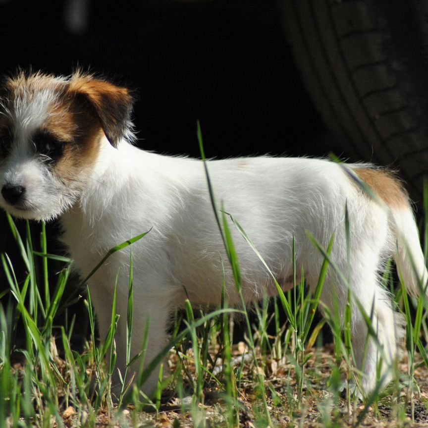 Щенок джек рассела