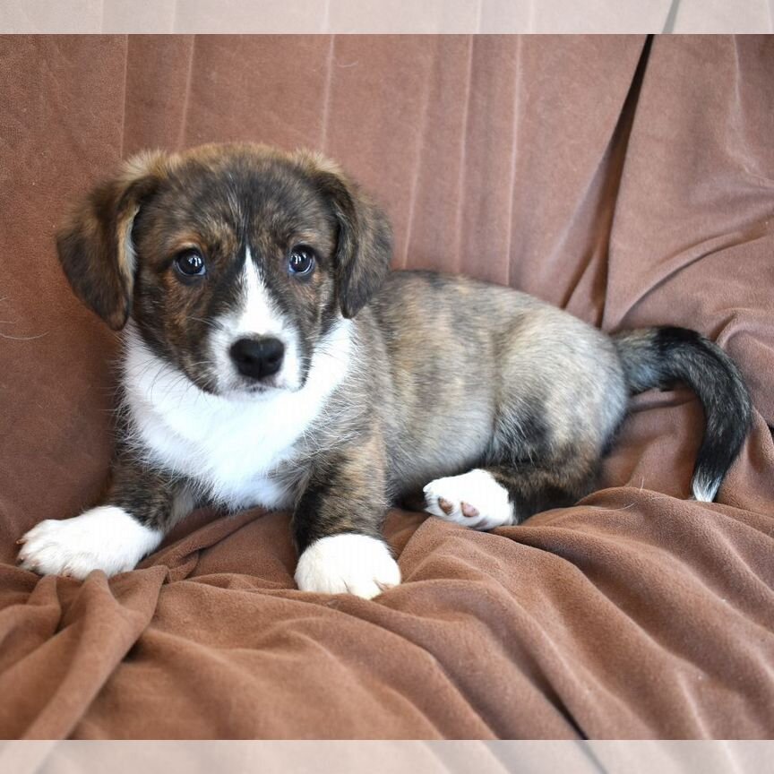 Вельш Корги Кардиган, щенок