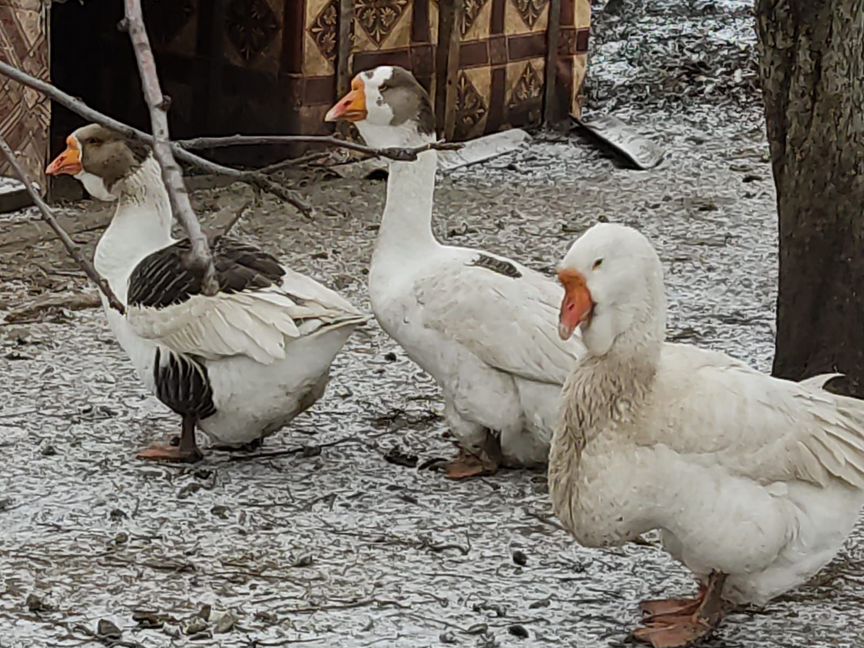 Гуси Холмогоры на племя