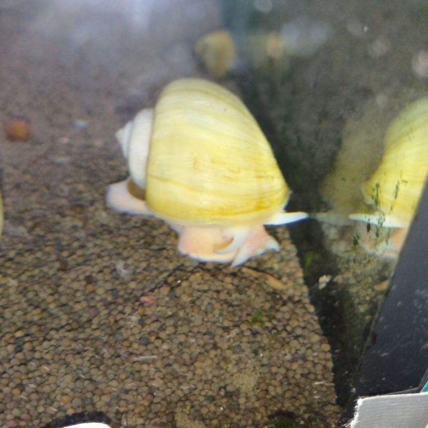 Улитки аквариумные ампулярии