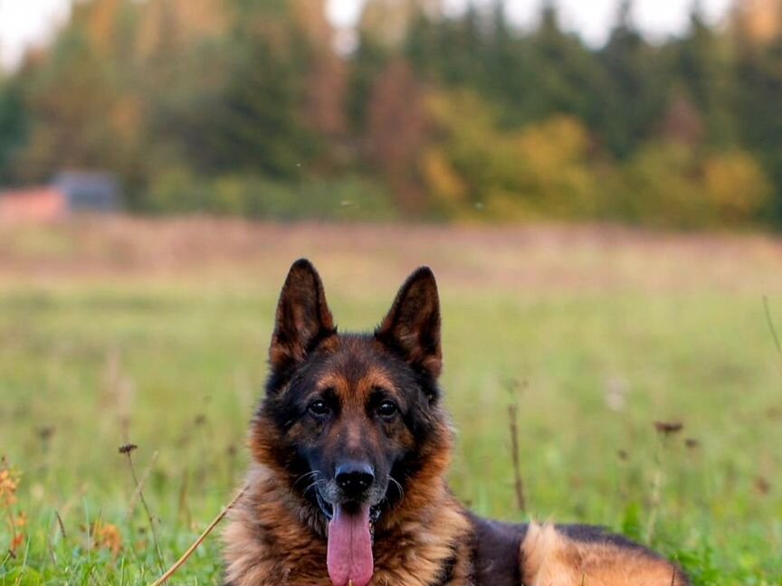 Немецкая овчарка Север ищет доброе сердечко