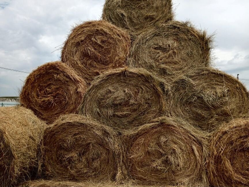 Сено в рулонах