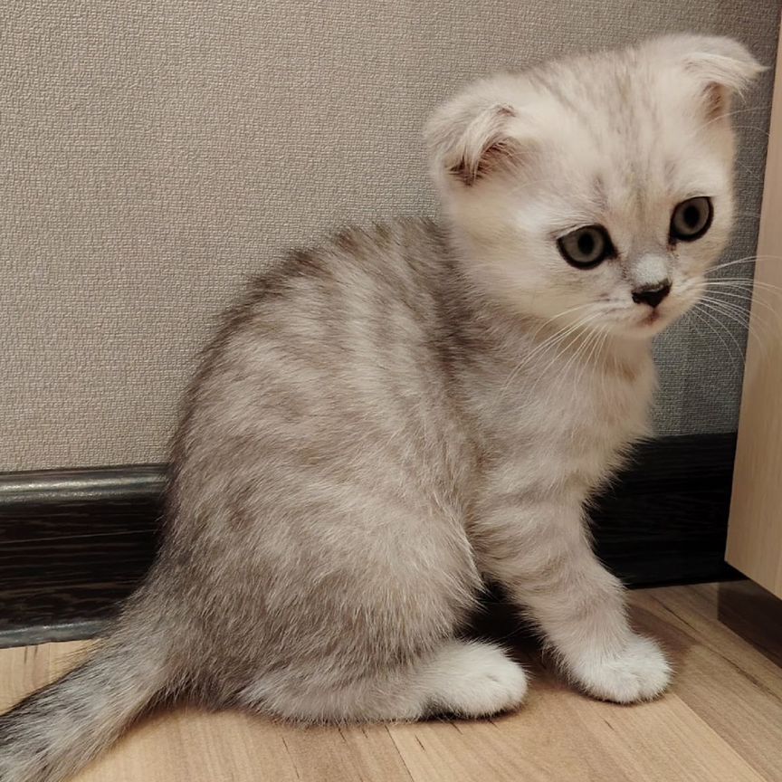 Шотландский вислоухий короткошёрстный котёнок