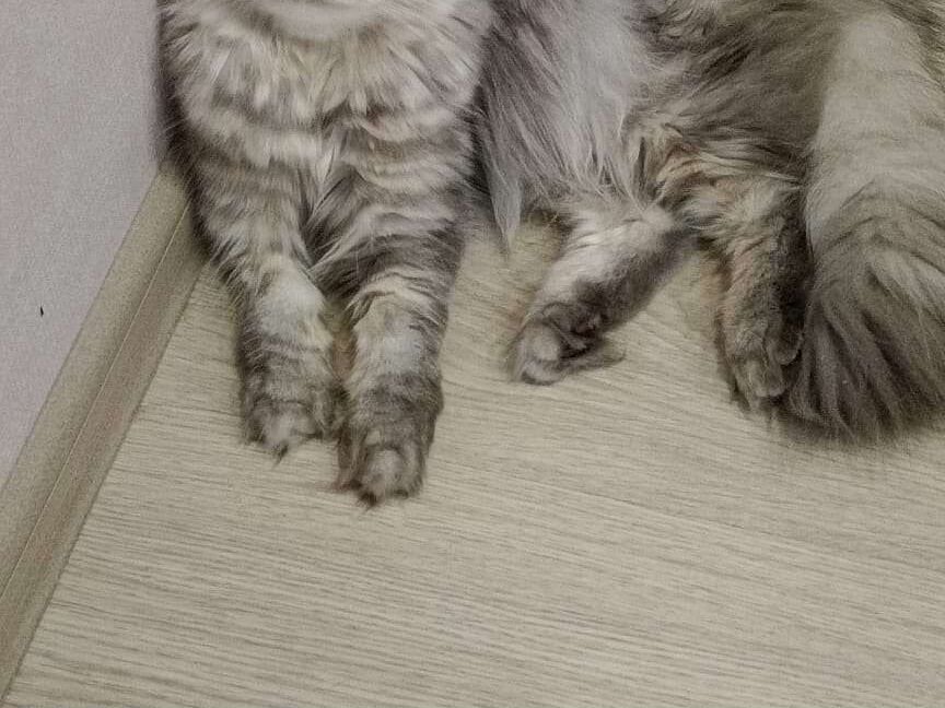 Шотландская кошка вязка