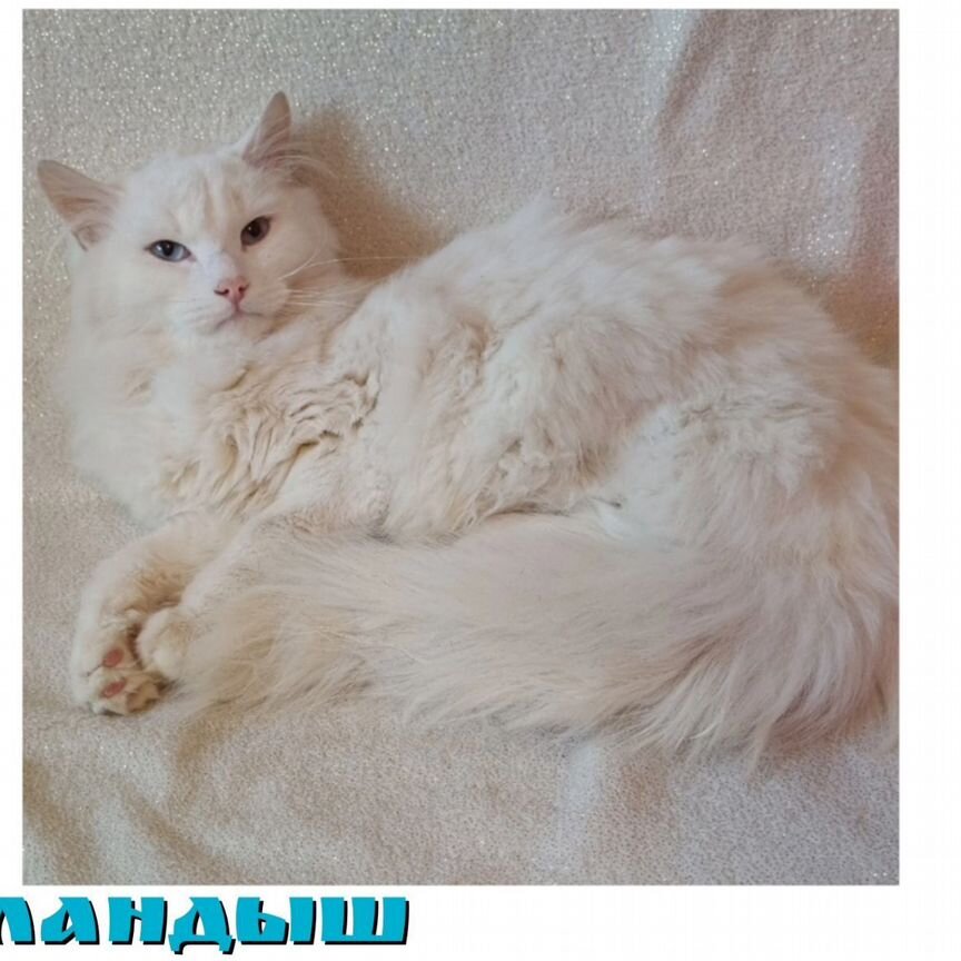 Кот