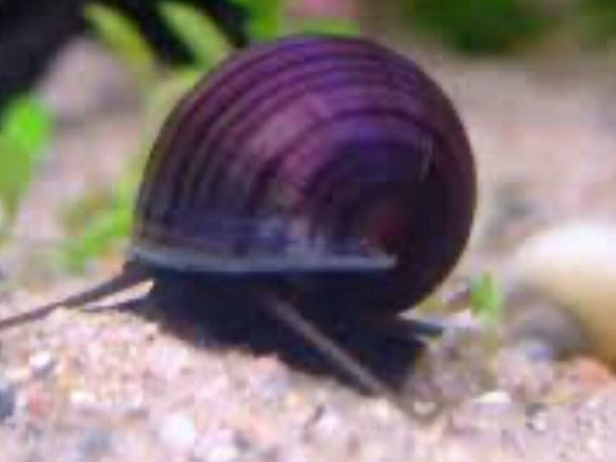 Улитка ампулярии замороженные