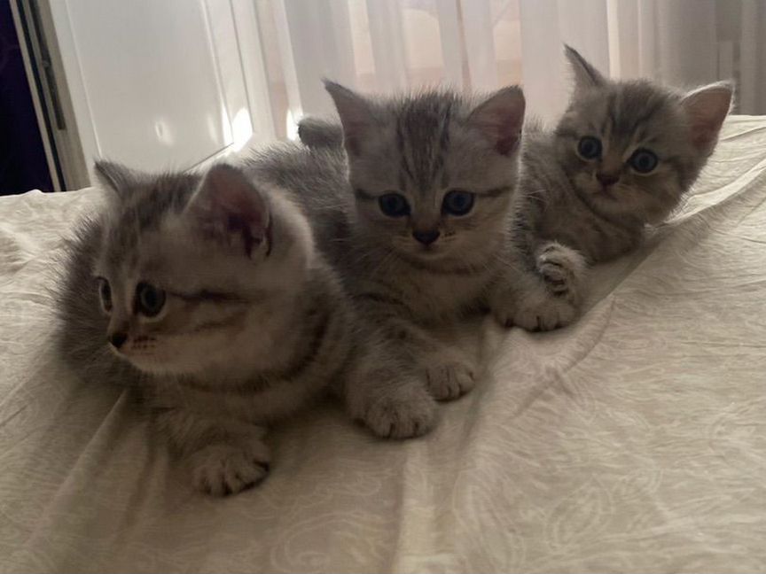 Шотландские котята