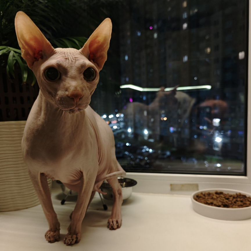 Канадский сфинкс, взрослый кот