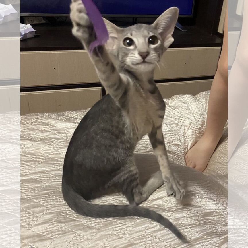 Ориентальный котёнок