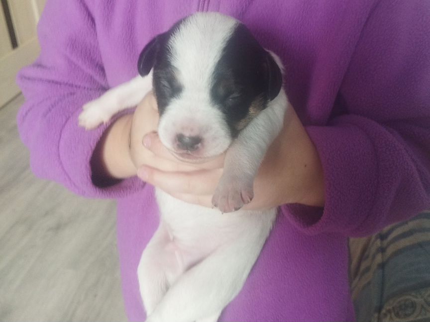 Джек расл терьер щенки