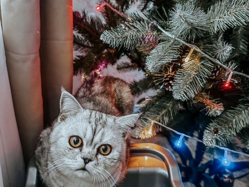 Котик в добрые руки