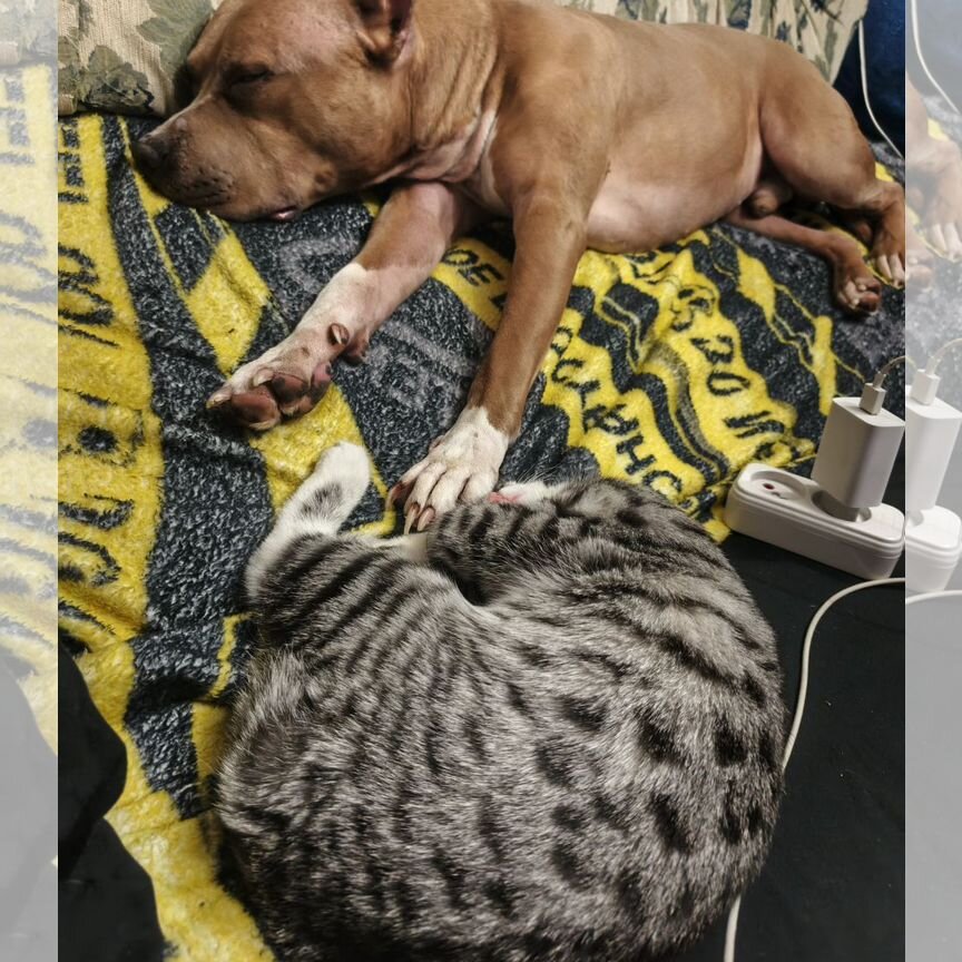 Американский стаффордширский терьер, взрослый пёс