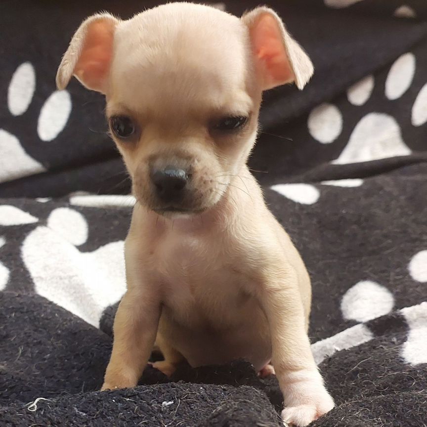 Щенки чихуахуа